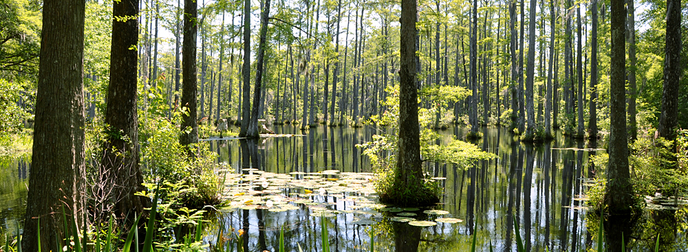 Discover South Carolina Outdoors - Santee Cooper Country